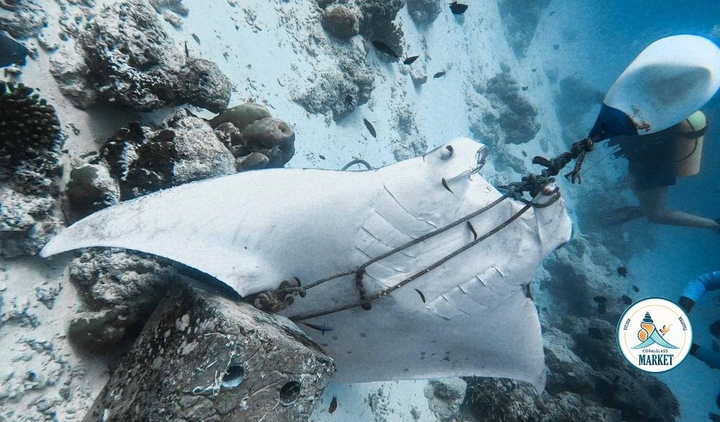 Was The Unfortunate Demise Of This Manta Ray By Entanglement Preventable?